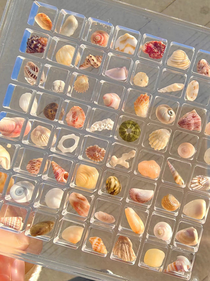 Acrylic Magnetic Seashell Display Box – lionclay
