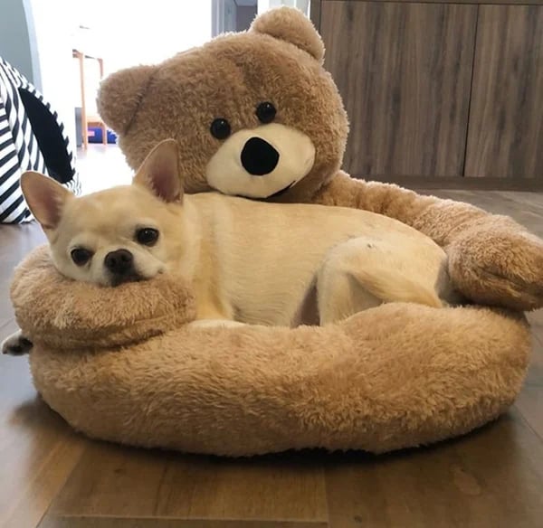 Teddy Bear Cuddler Cat Bed Dog Bed – lionclay