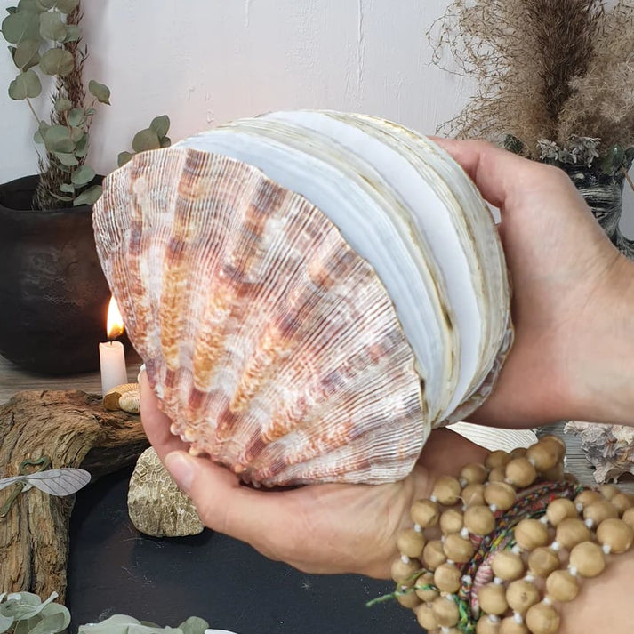 Abalone shell/Lion’s Paw shell/Scallop Shell journal – lionclay