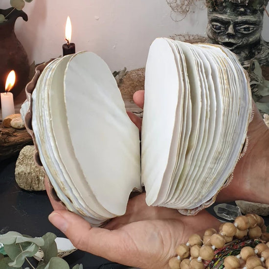 Abalone shell/Lion’s Paw shell/Scallop Shell journal – lionclay