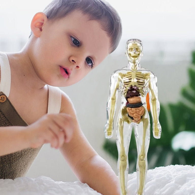 3d Human Body Torso Model for Kid Anatomy Model Skeleton – lionclay