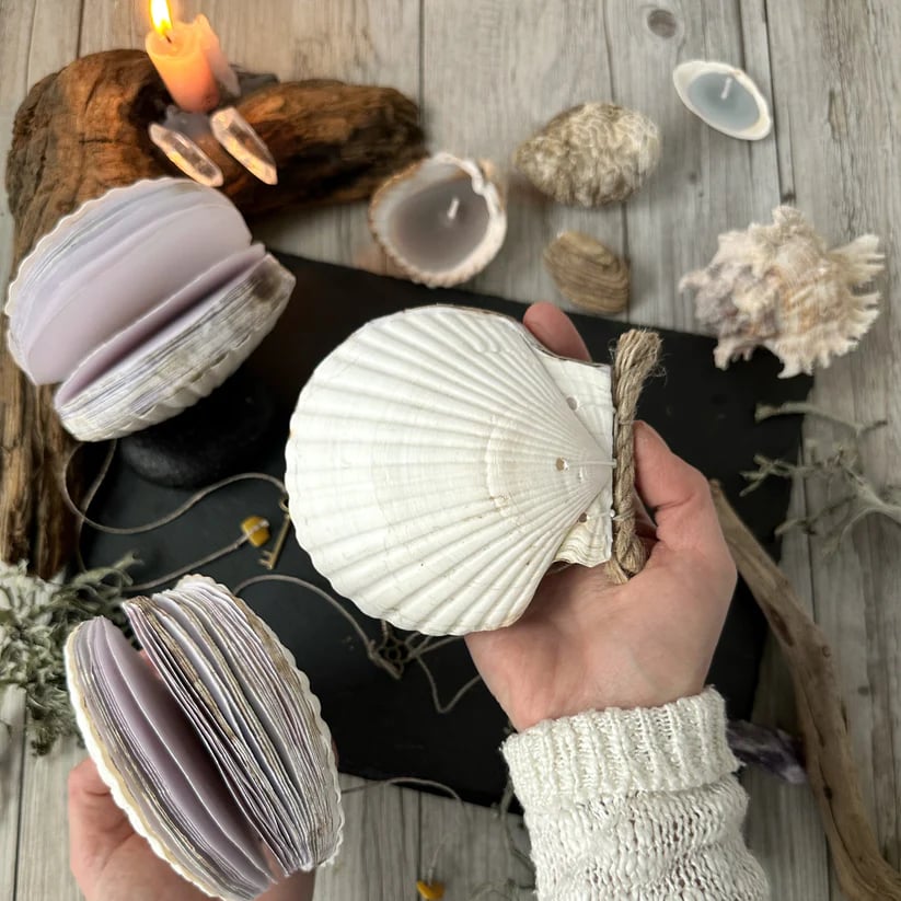 Abalone shell/Lion’s Paw shell/Scallop Shell journal – lionclay