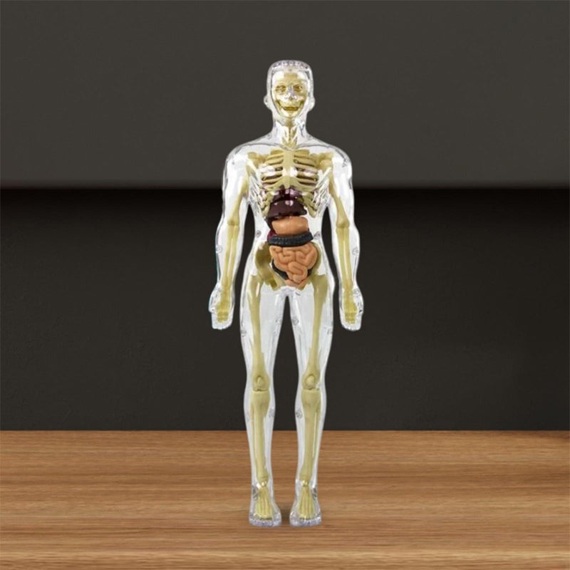 3d Human Body Torso Model for Kid Anatomy Model Skeleton – lionclay