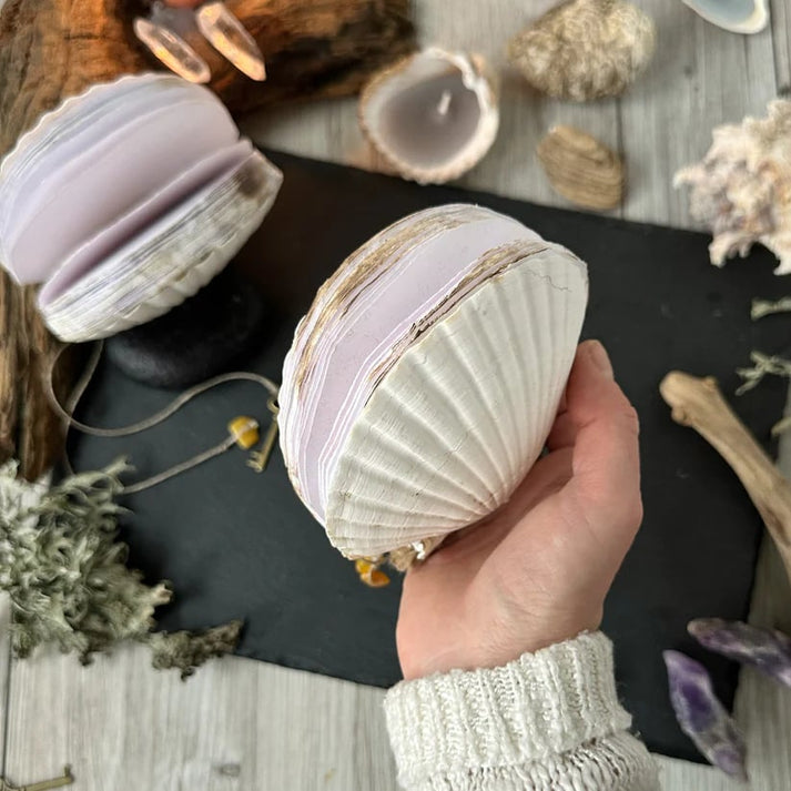 Abalone shell/Lion’s Paw shell/Scallop Shell journal – lionclay