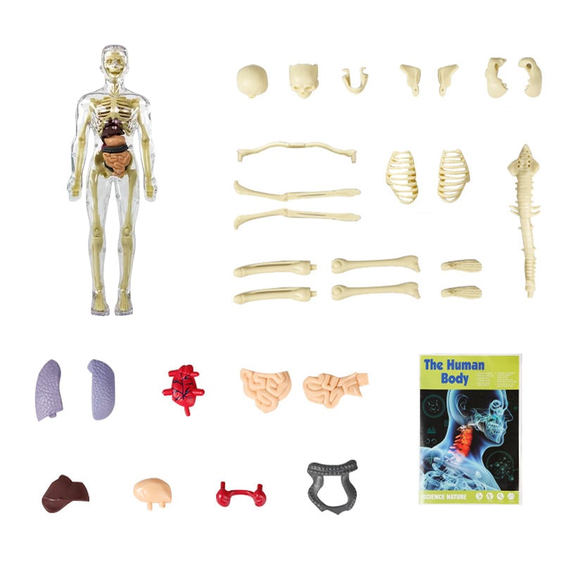 3d Human Body Torso Model for Kid Anatomy Model Skeleton – lionclay