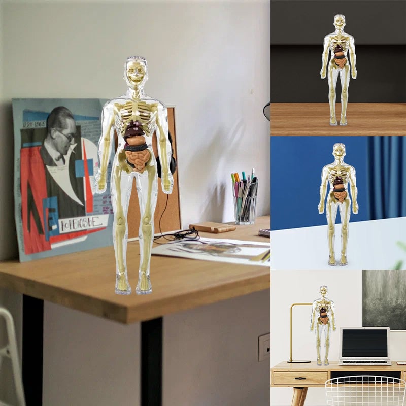 3d Human Body Torso Model for Kid Anatomy Model Skeleton – lionclay
