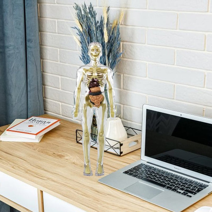 3d Human Body Torso Model for Kid Anatomy Model Skeleton – lionclay