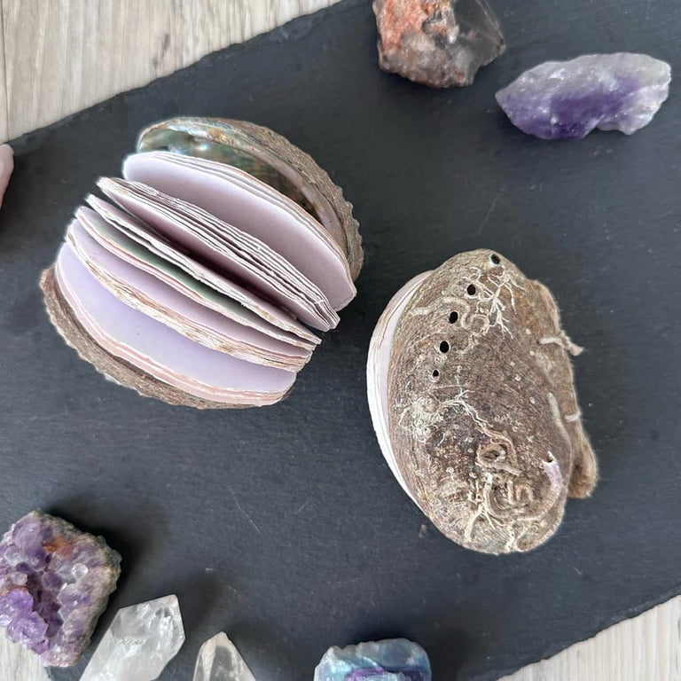 Abalone shell/Lion’s Paw shell/Scallop Shell journal – lionclay