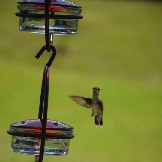 🎉Hummble Slim Hummingbird Feeder – lionclay