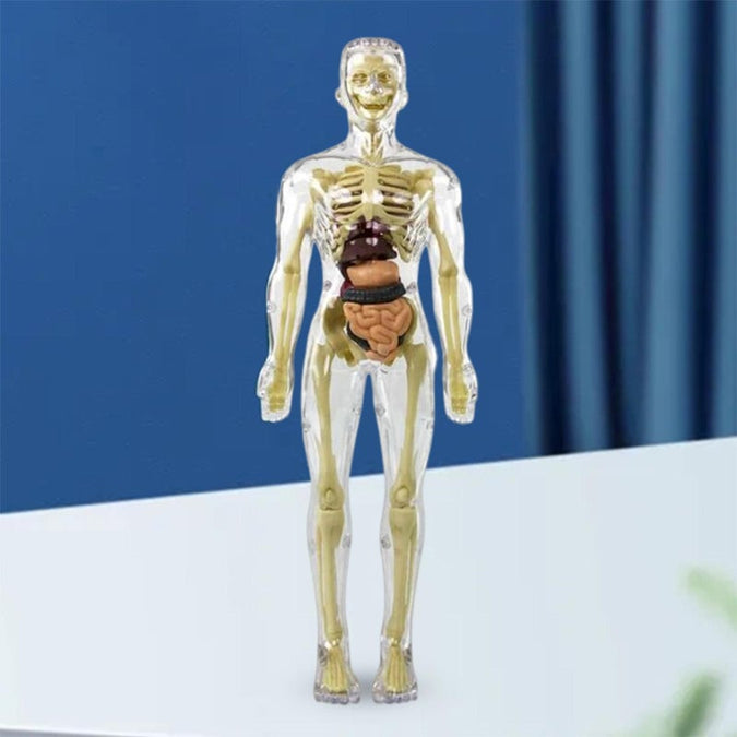 3d Human Body Torso Model for Kid Anatomy Model Skeleton – lionclay