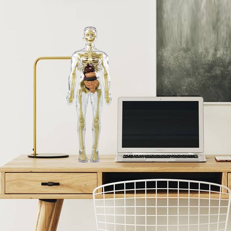 3d Human Body Torso Model for Kid Anatomy Model Skeleton – lionclay